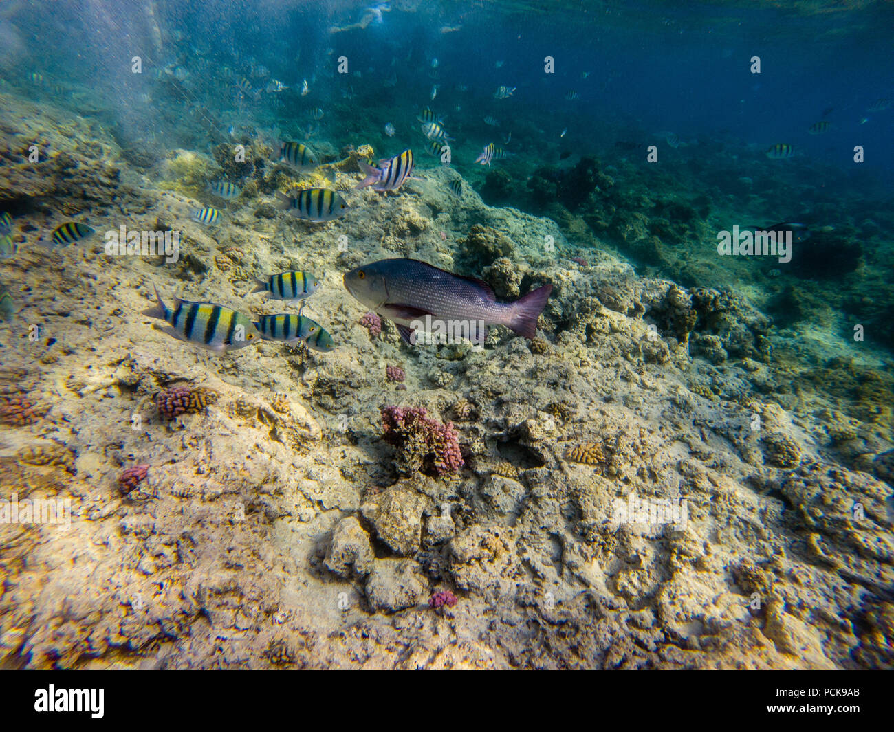 Twinspot snapper (Lutjanus bohar) side view of large silver fish with ...