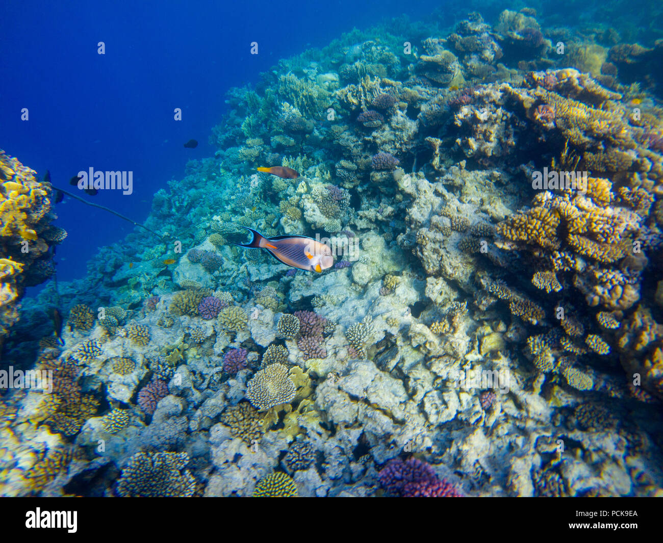 Beautiful underwater world hi-res stock photography and images - Alamy