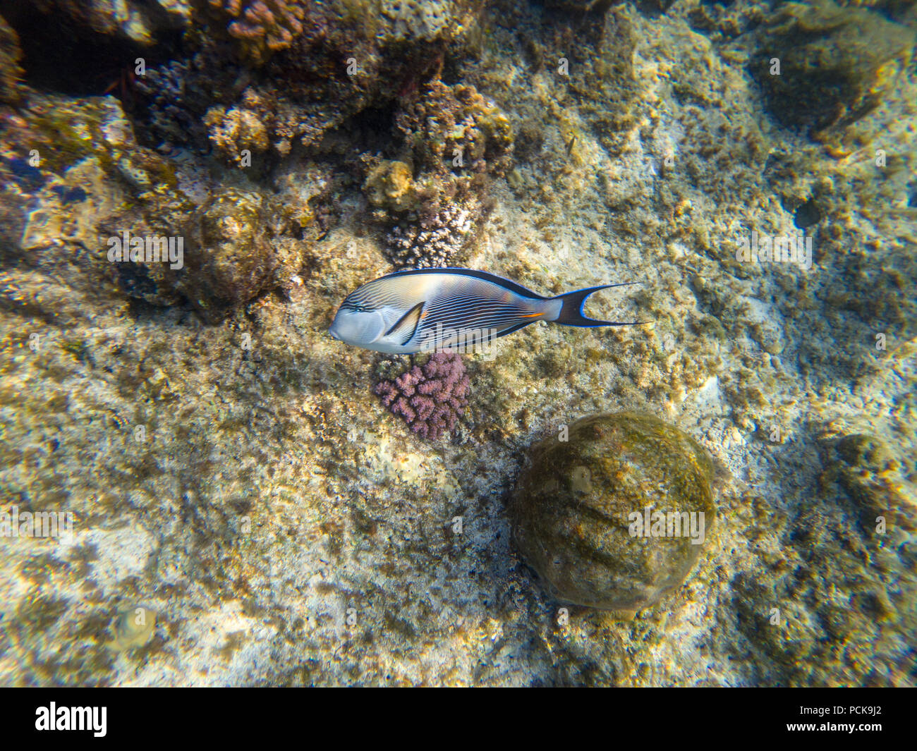 Arabian sohal surgeon fish in the natural environment Stock Photo - Alamy