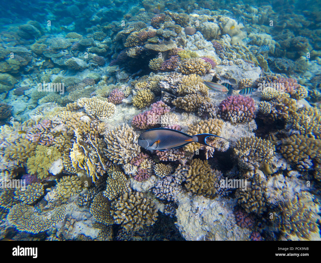 Surgeon fish at the Red Sea coral reef Stock Photo - Alamy