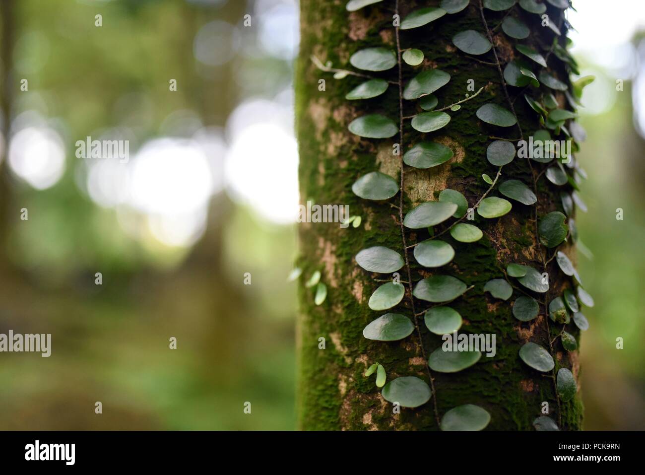 Tree and Leaves Stock Photo - Alamy