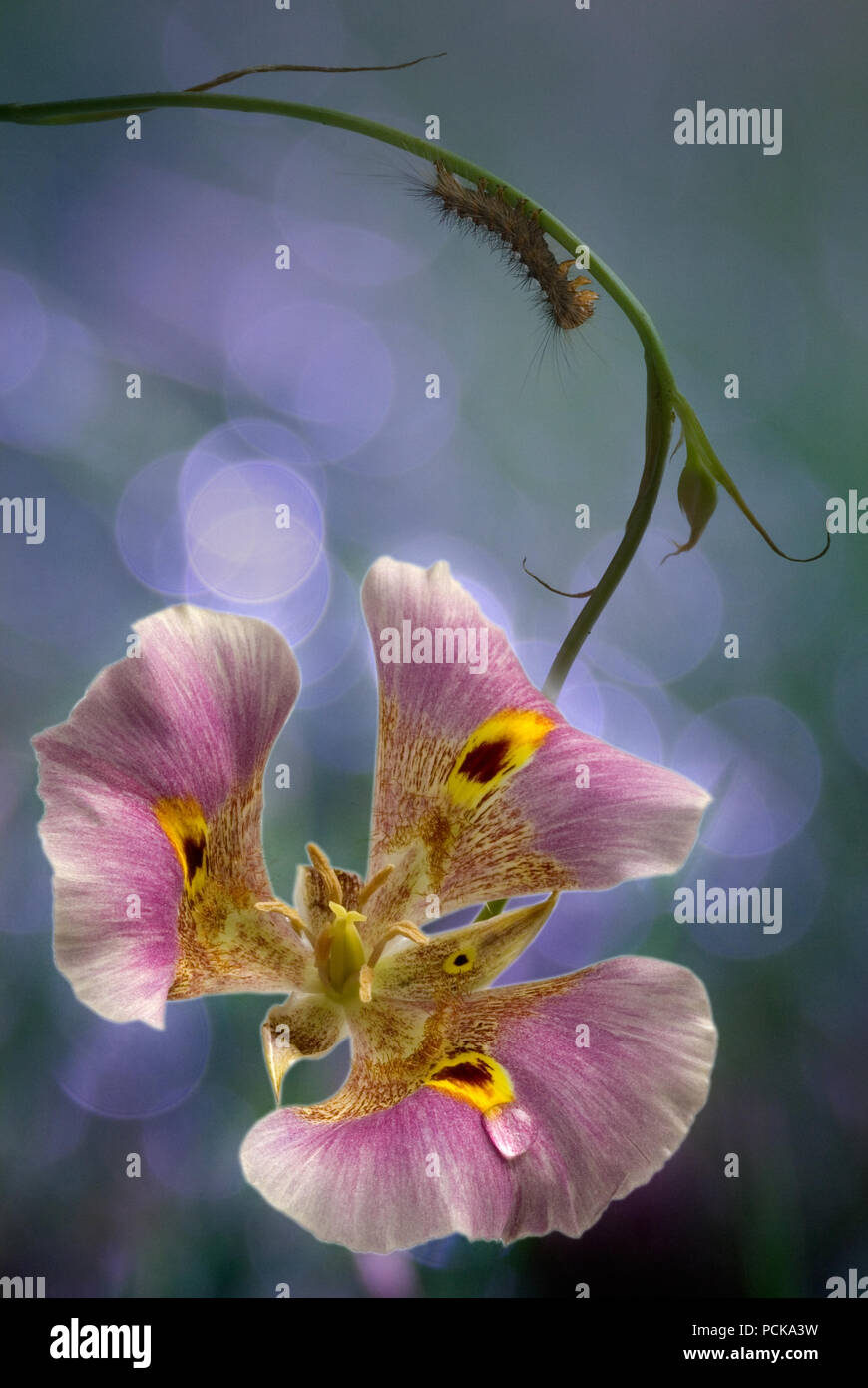 Sword Lily High Resolution Stock Photography and Images - Alamy