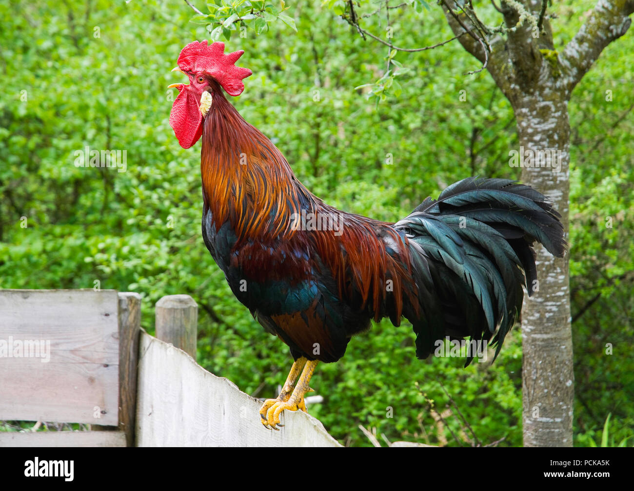 Rooster Crows High Resolution Stock Photography and Images - Alamy