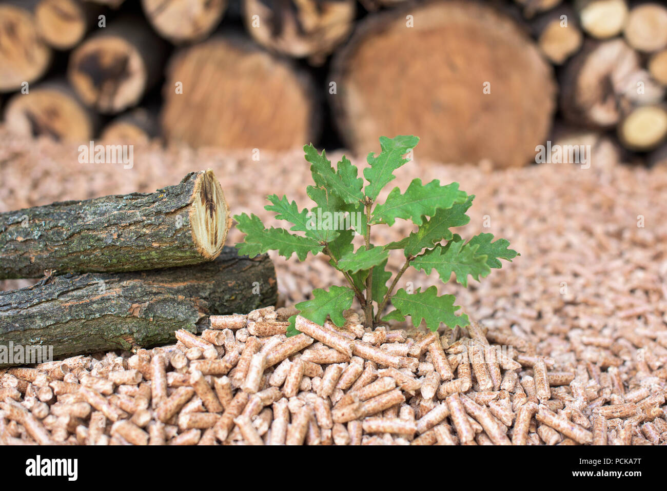 Oak biomass - wood, pellets, young tree Stock Photo - Alamy