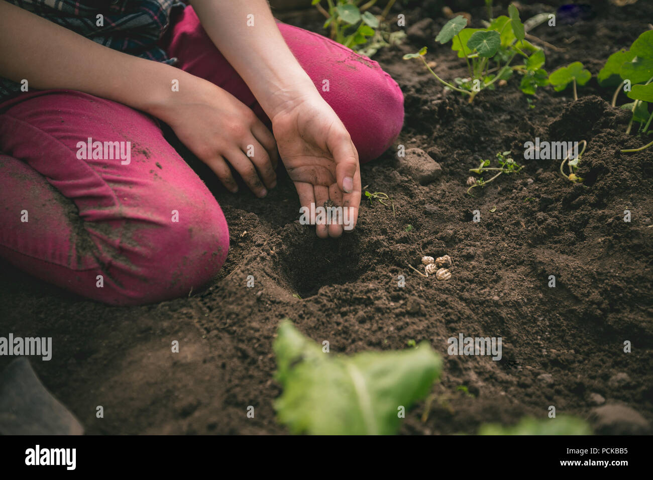 Planting seed hi-res stock photography and images - Alamy