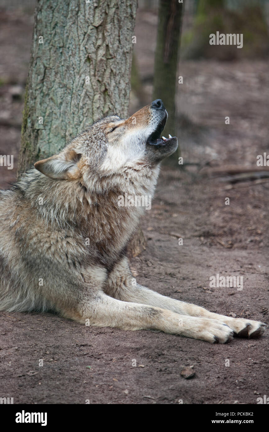 Crying Wolf High Resolution Stock Photography and Images - Alamy