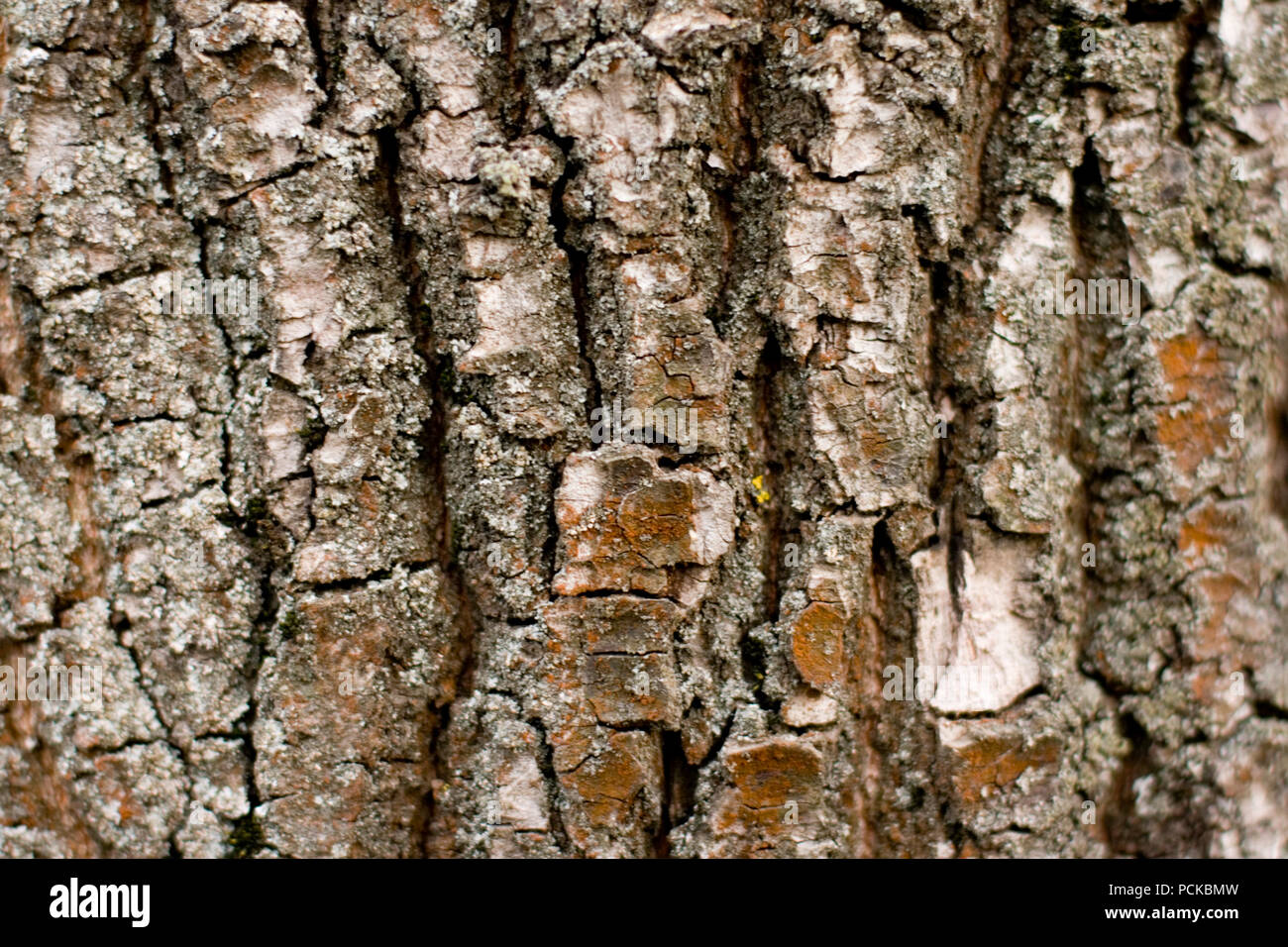 old tree bark close up background Stock Photo - Alamy