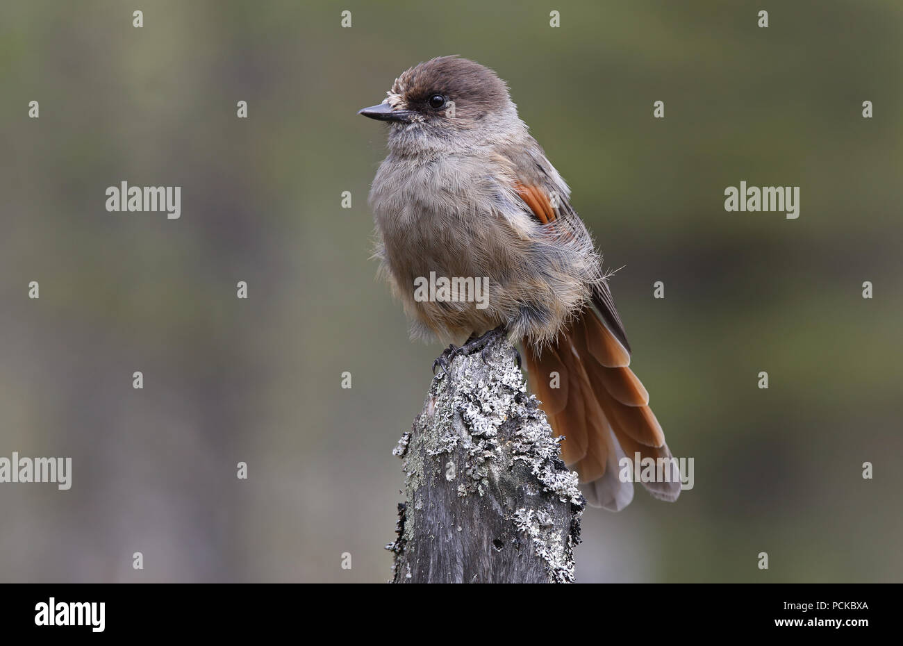 Siberian jay, Perisoreus infaustus Stock Photo - Alamy