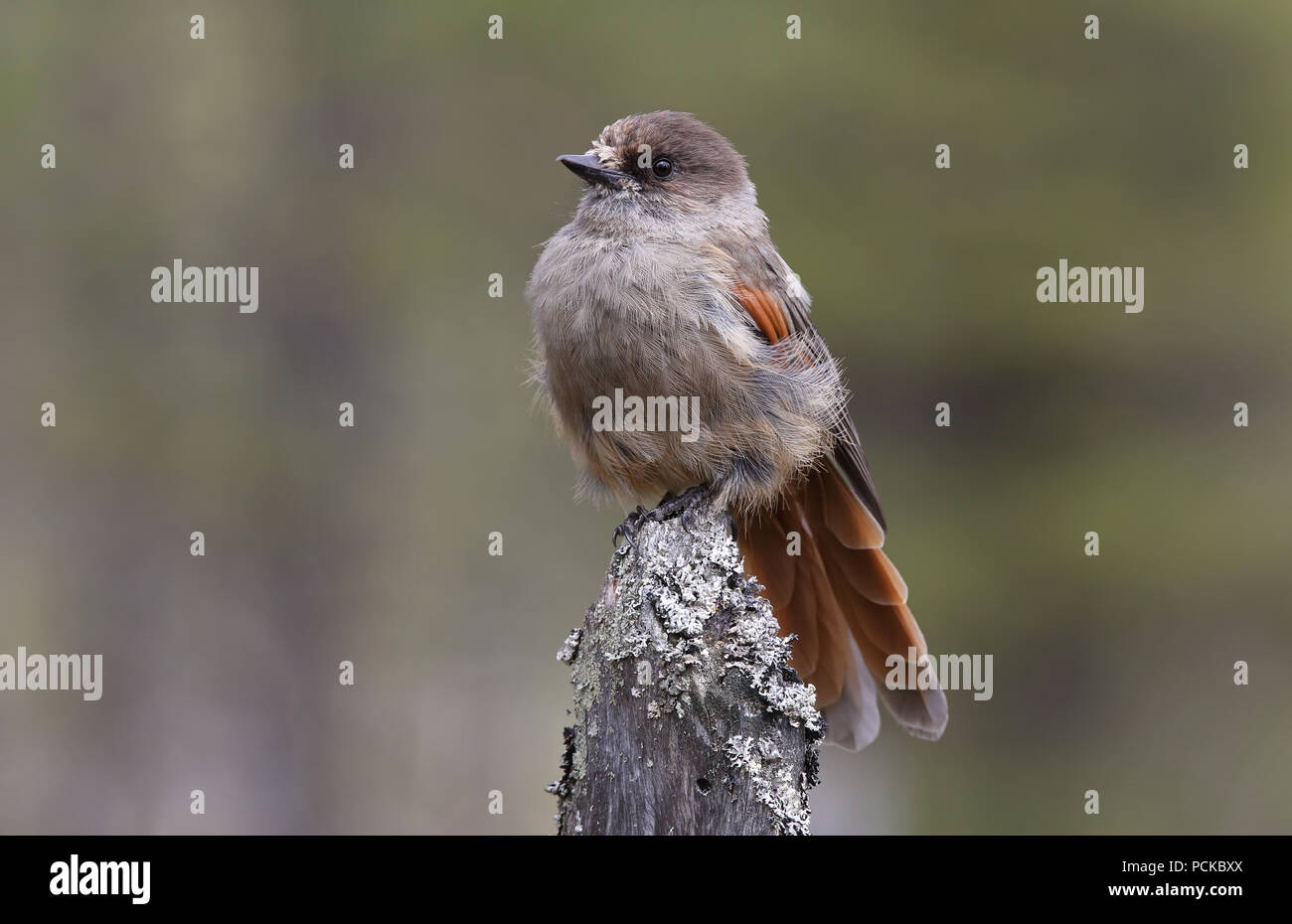 Siberian jay, Perisoreus infaustus Stock Photo - Alamy