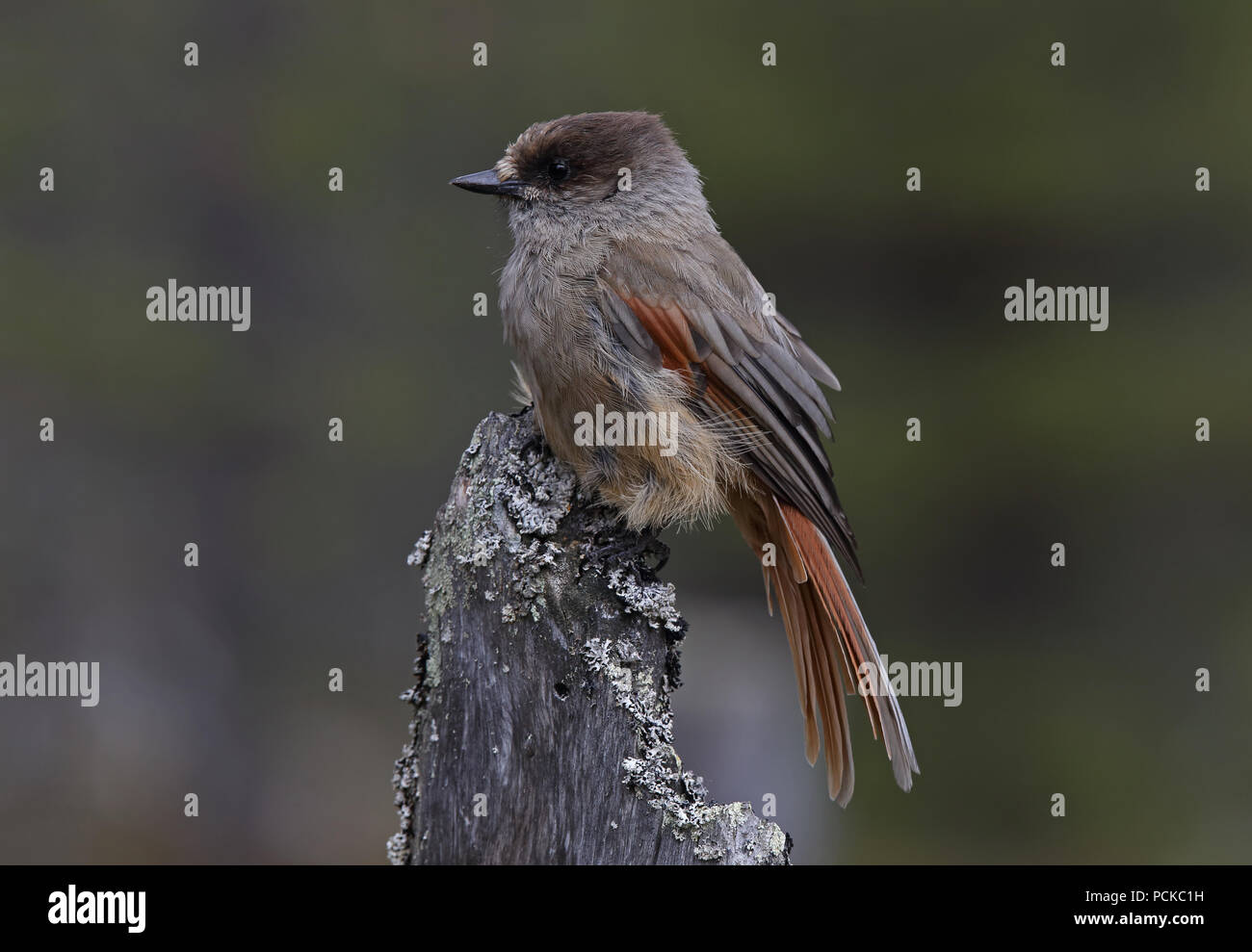 Siberian jay, Perisoreus infaustus Stock Photo - Alamy