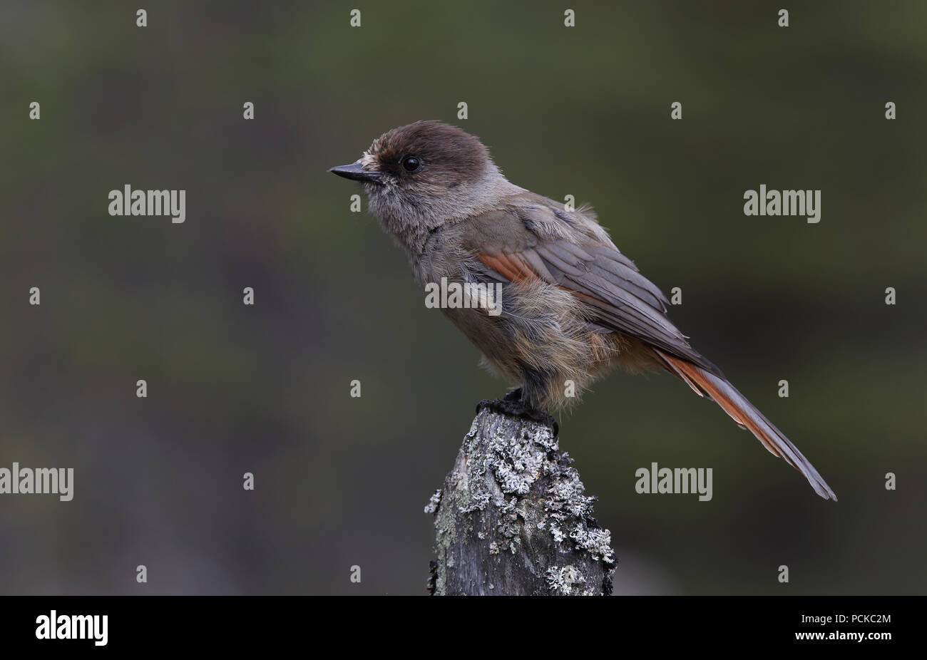 Siberian jay, Perisoreus infaustus Stock Photo - Alamy