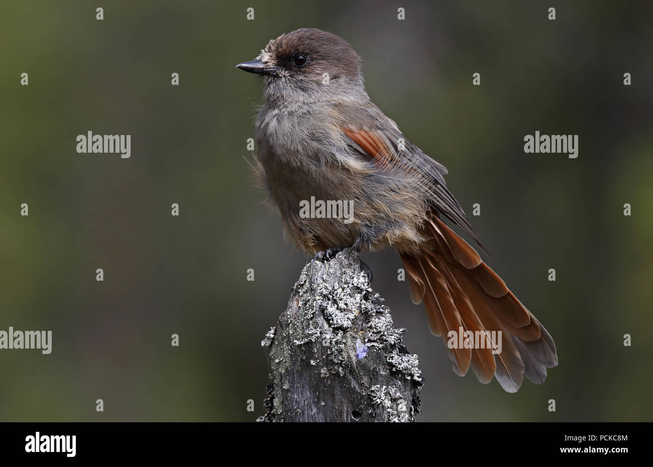 Siberian jay, Perisoreus infaustus Stock Photo - Alamy