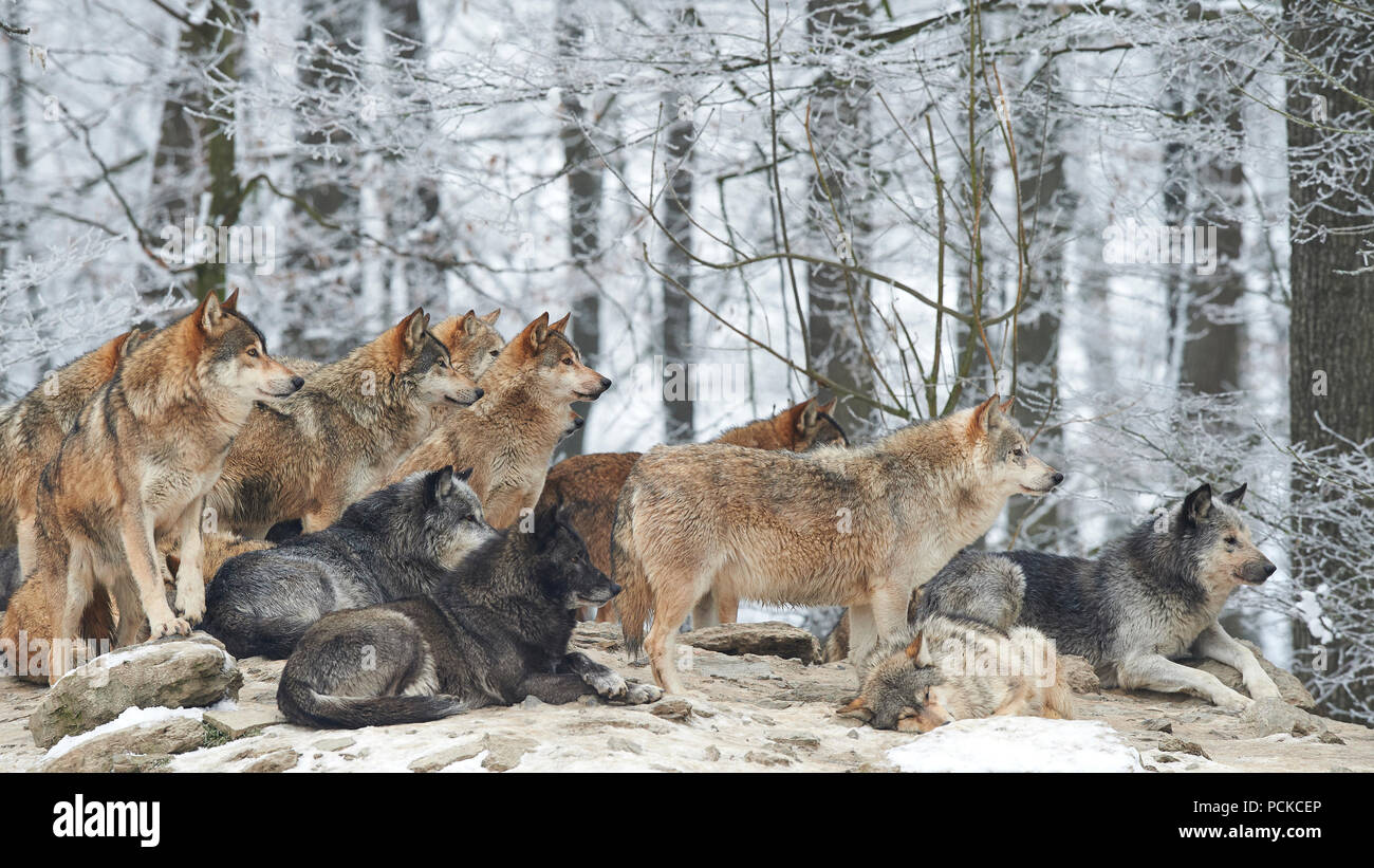 Wolf Herds High Resolution Stock Photography and Images - Alamy