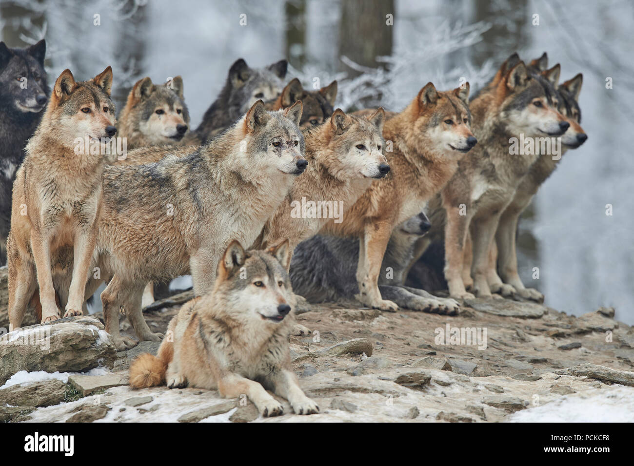 Wolf herds hi-res stock photography and images - Alamy