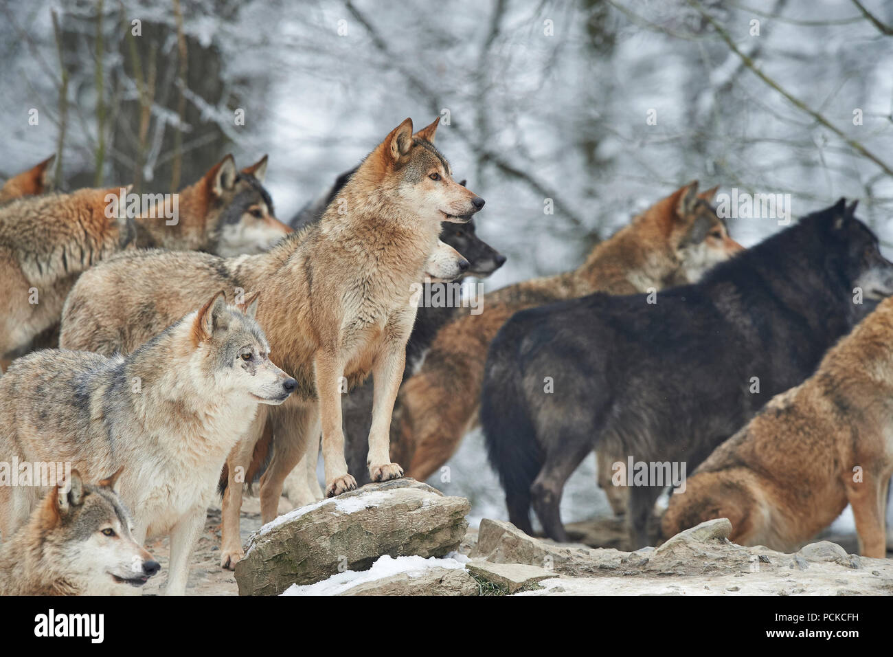 Wolf Herds High Resolution Stock Photography and Images - Alamy