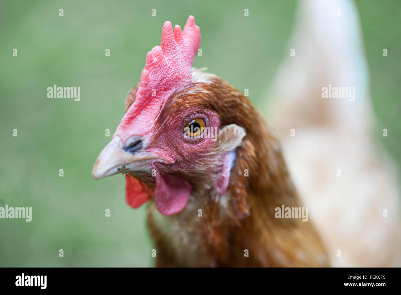Chickens High Resolution Stock Photography and Images - Alamy