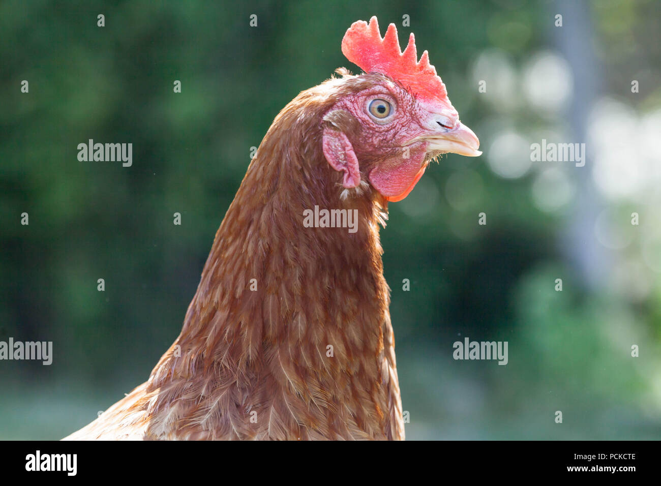 Battery Hen Rescue Chickens Stock Photo - Alamy