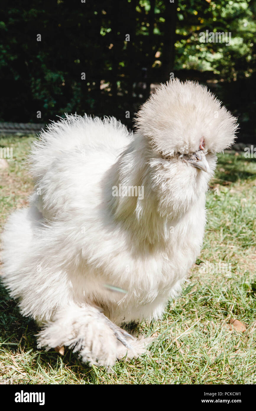 White Silkie Pet Chicken Stock Photo - Alamy