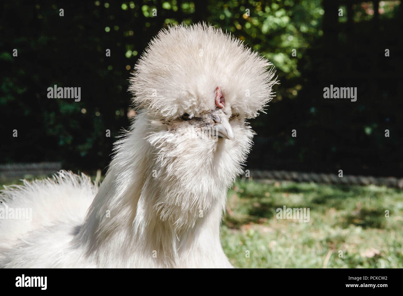 White silkie hen hi-res stock photography and images - Alamy