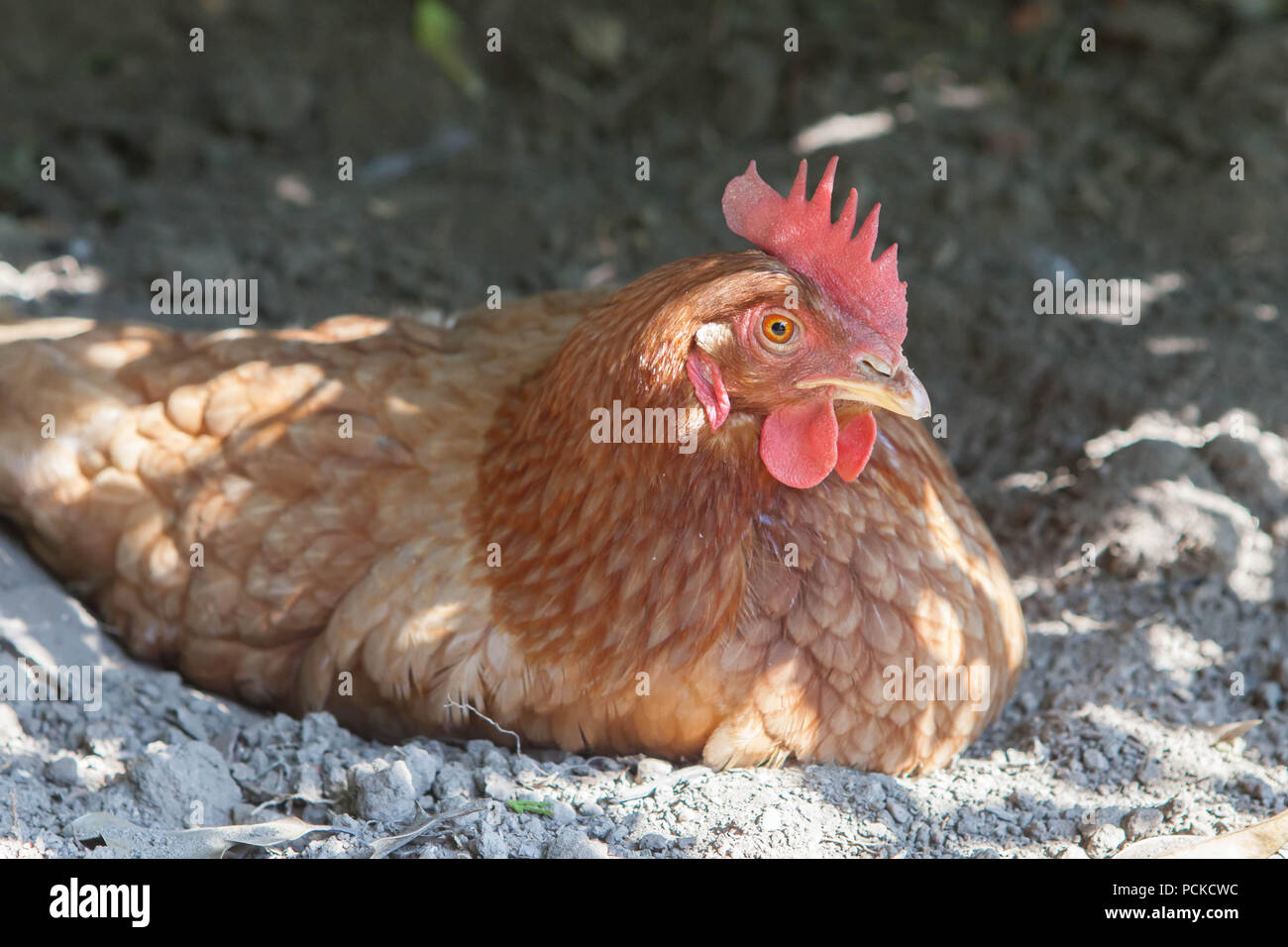 Battery Hen Rescue Chickens Stock Photo - Alamy