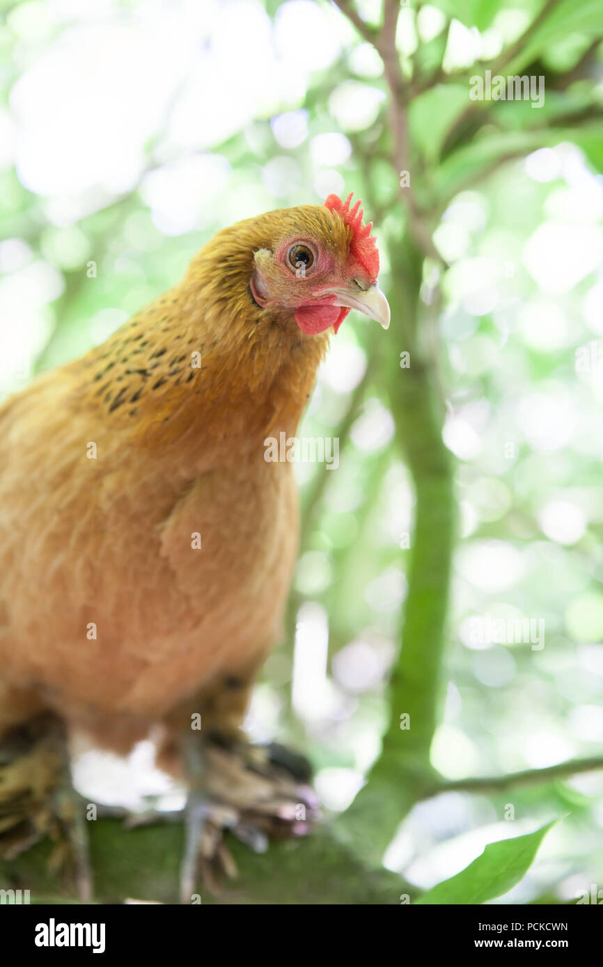 Booted Bantam High Resolution Stock Photography and Images - Alamy