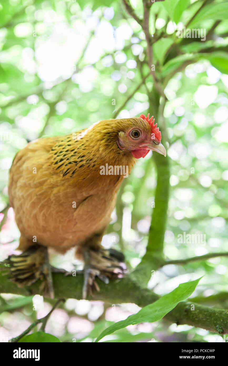 Booted Bantam High Resolution Stock Photography and Images - Alamy
