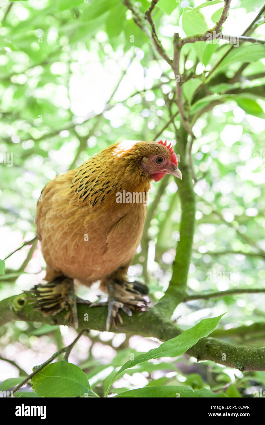 Booted bantam chicken in hi-res stock photography and images - Alamy
