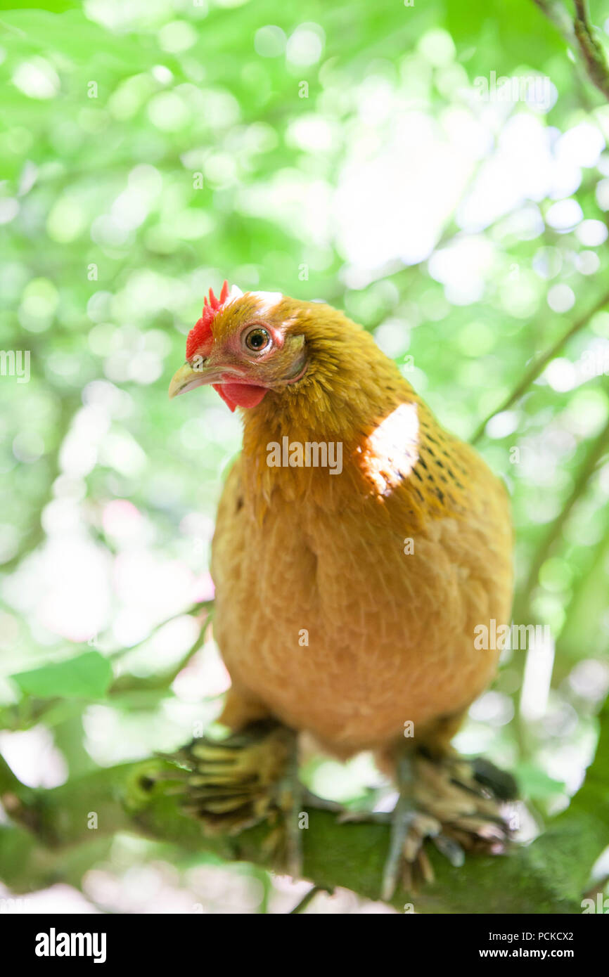 Booted bantam chicken in hi-res stock photography and images - Alamy