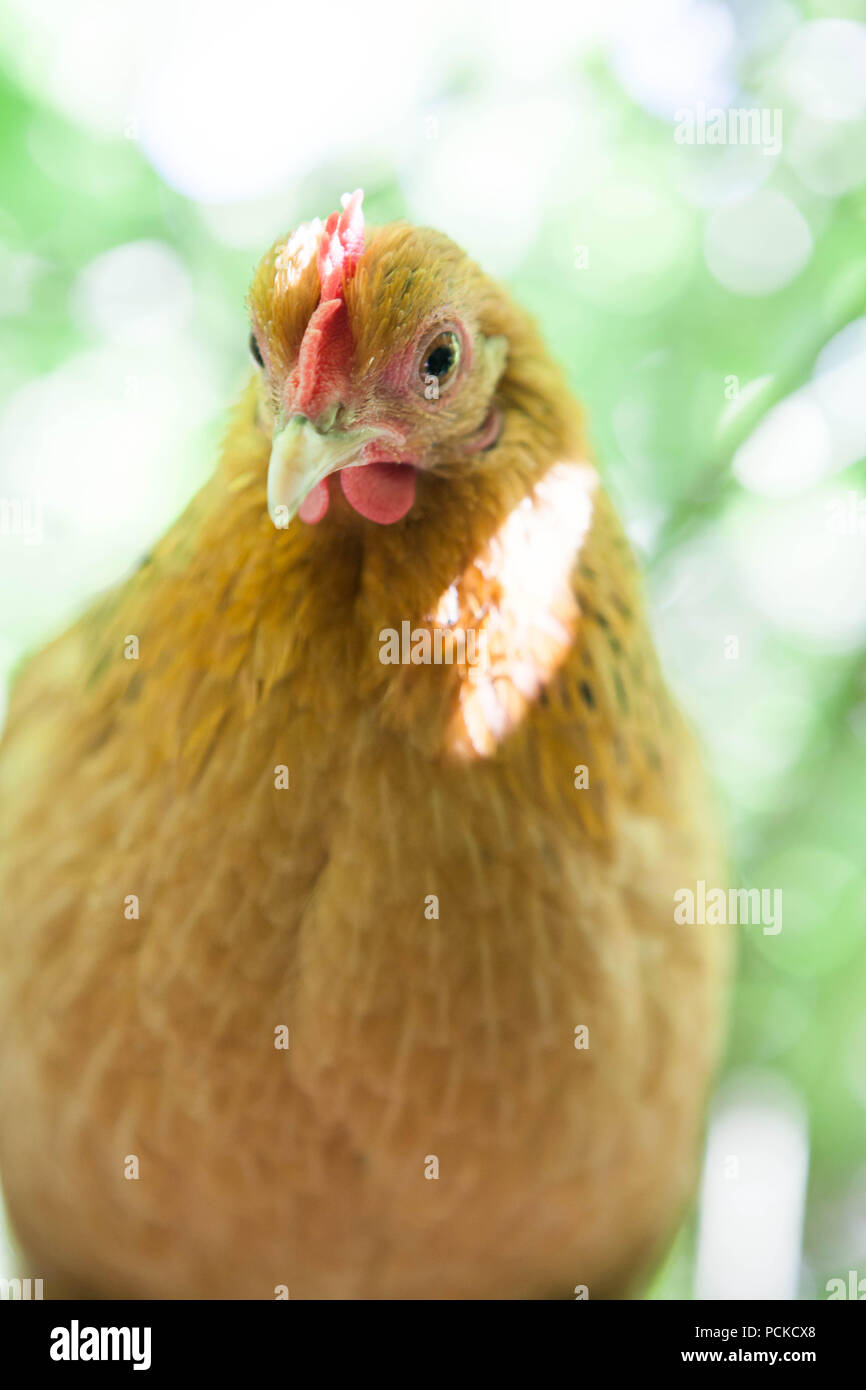 Sablepoot Hen Chicken Stock Photo - Alamy