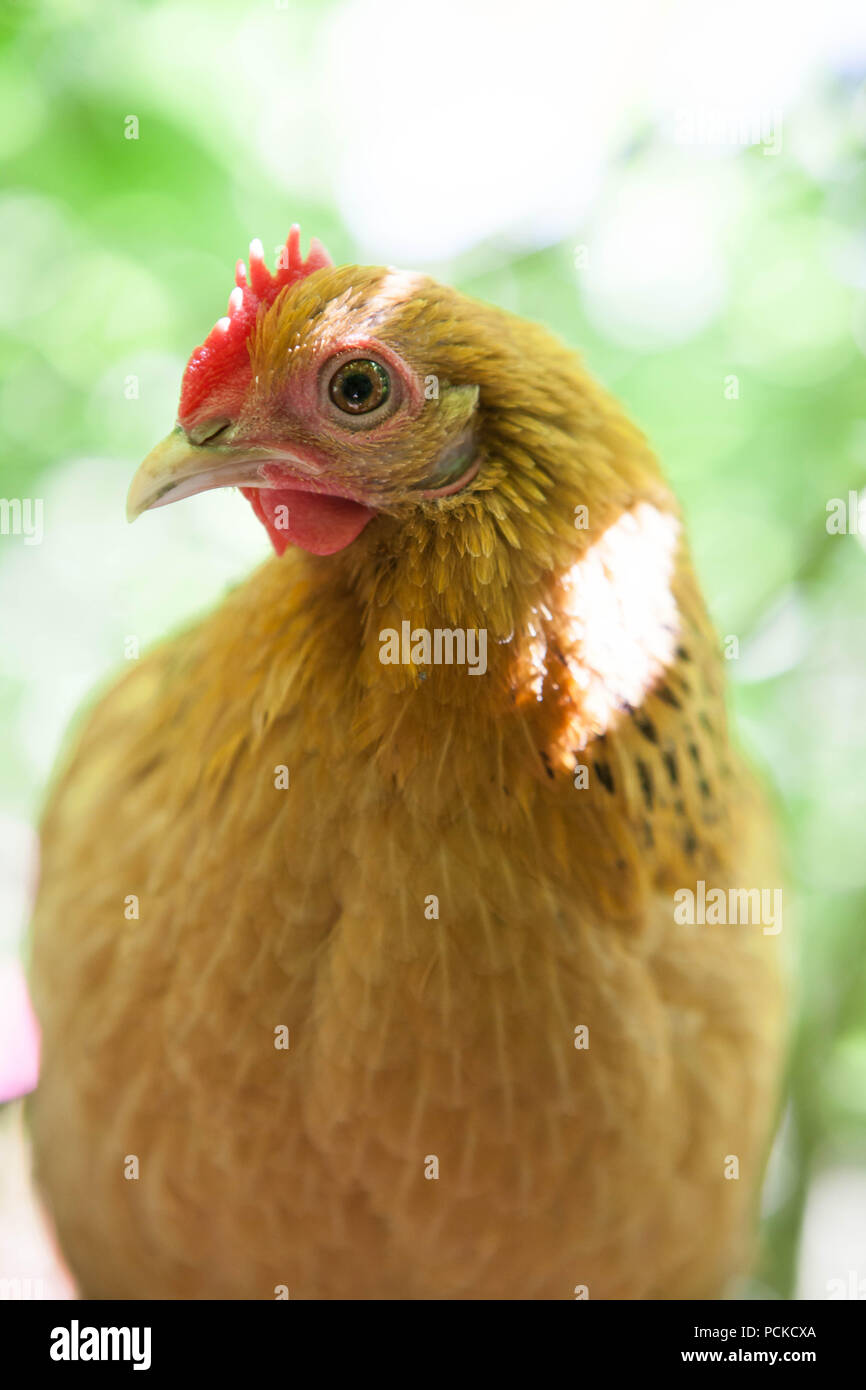 Rare breed chicken hi-res stock photography and images - Alamy