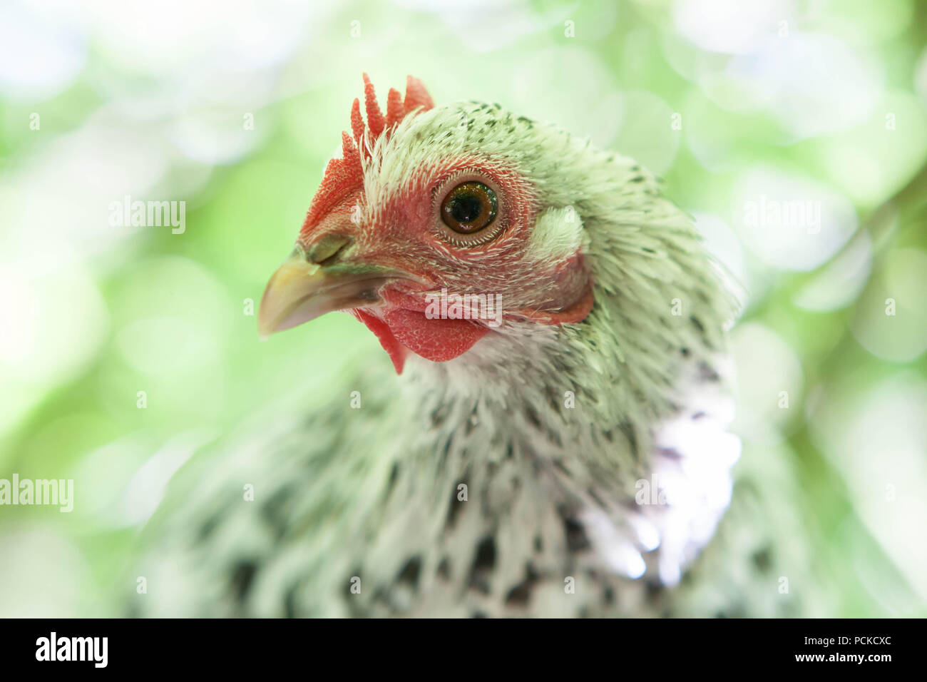 Booted bantam hi-res stock photography and images - Alamy