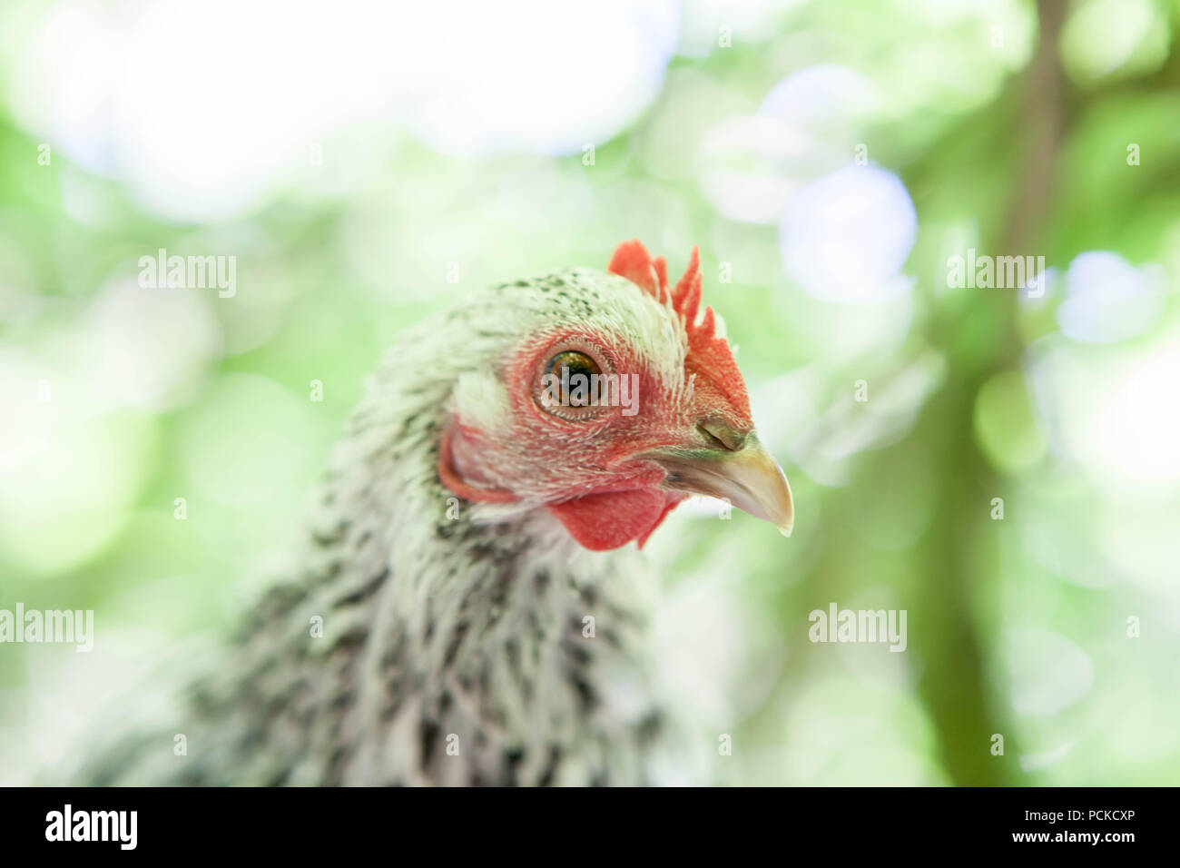 Sablepoot Hen Chicken Stock Photo - Alamy
