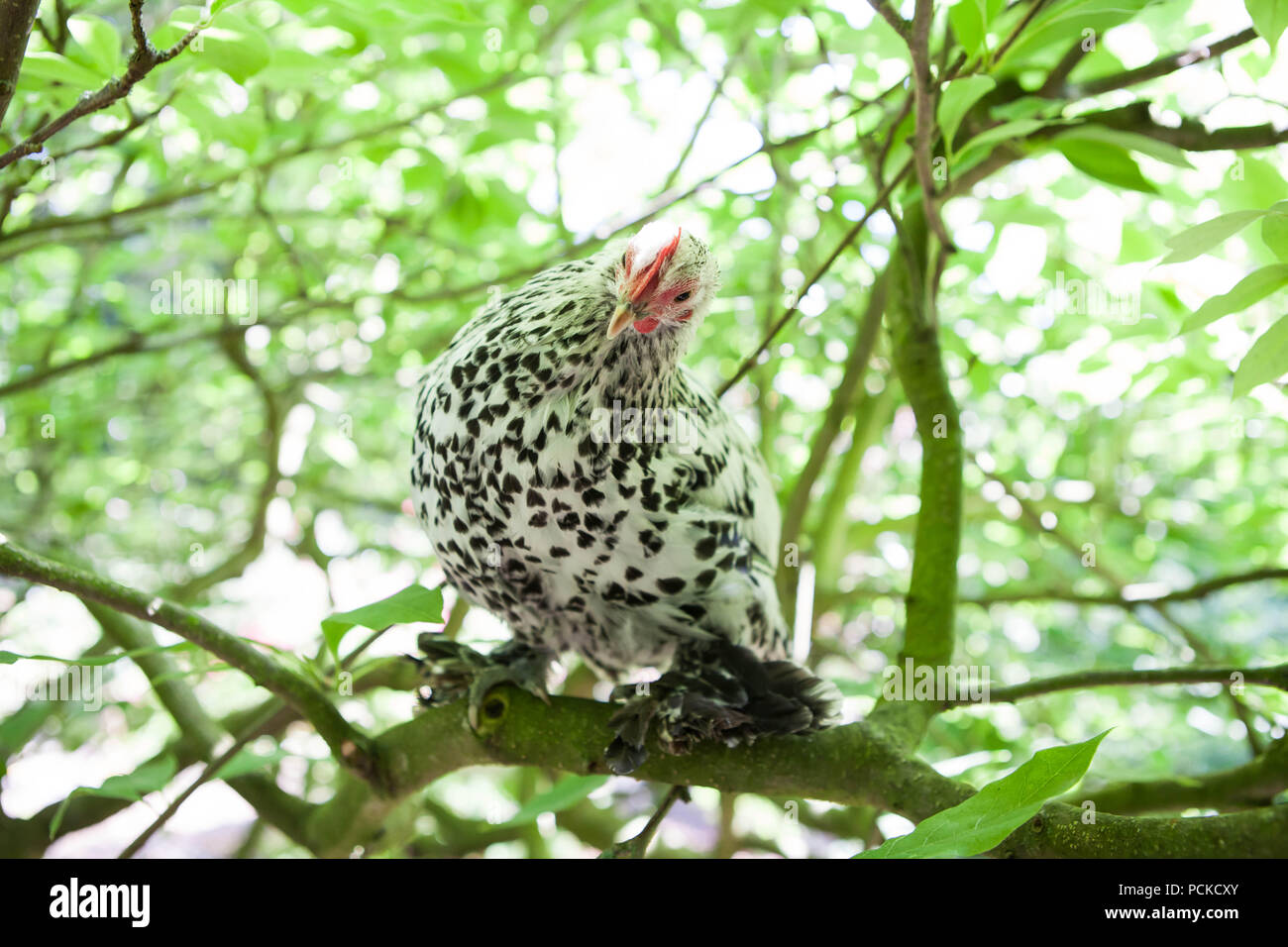 Booted bantam hi-res stock photography and images - Alamy