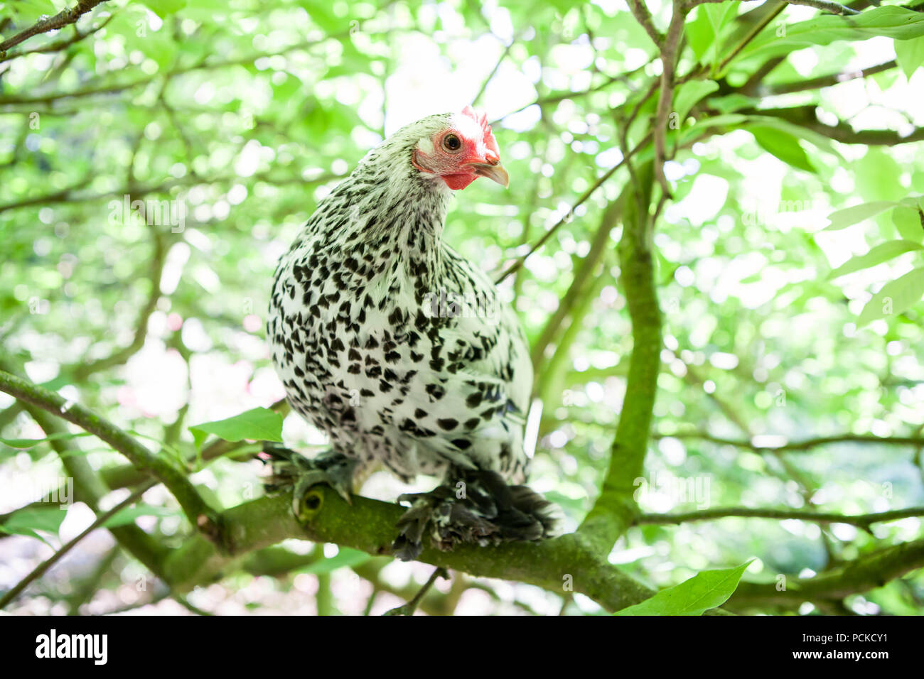 Booted bantam hi-res stock photography and images - Alamy