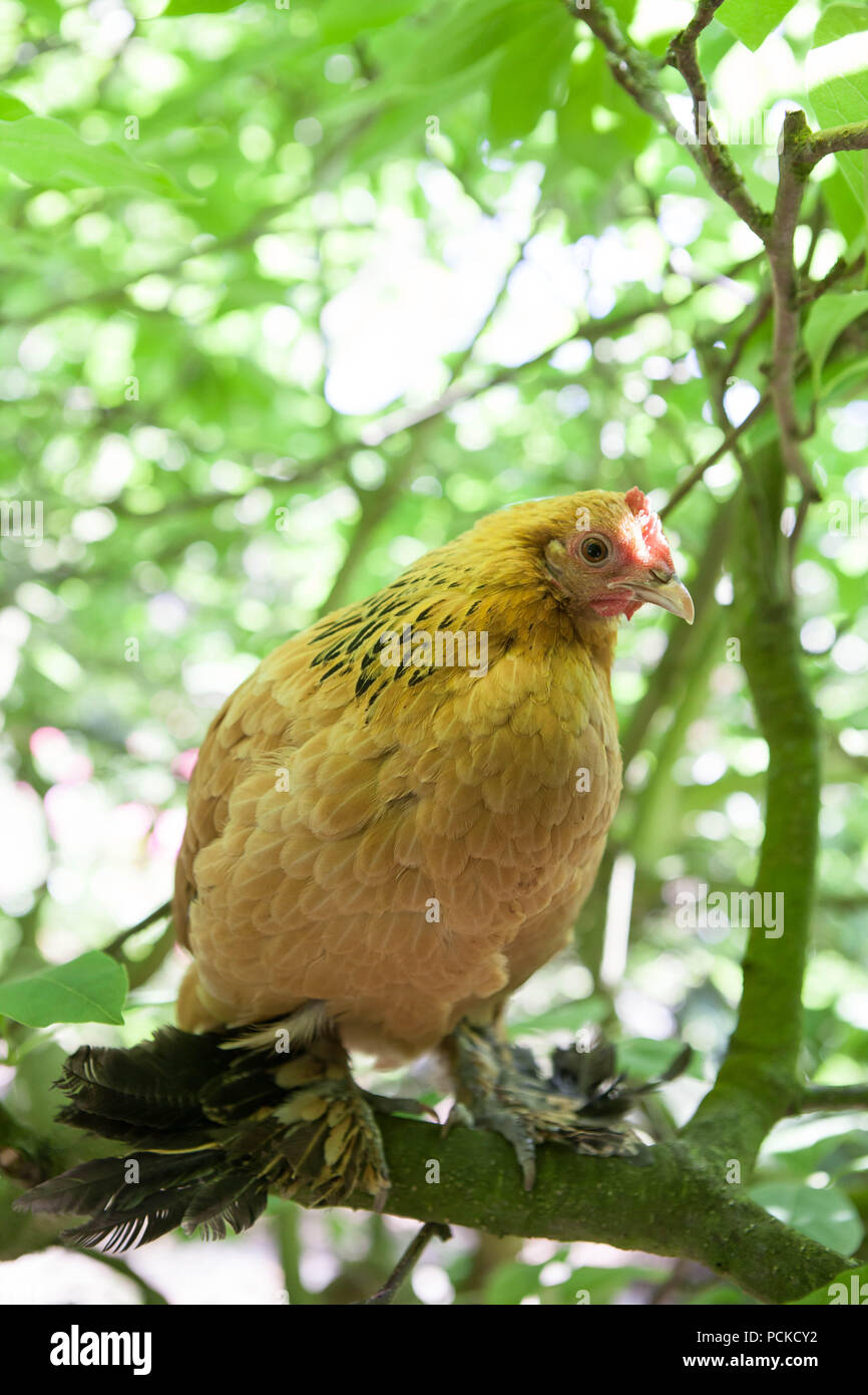 Booted bantam hi-res stock photography and images - Alamy