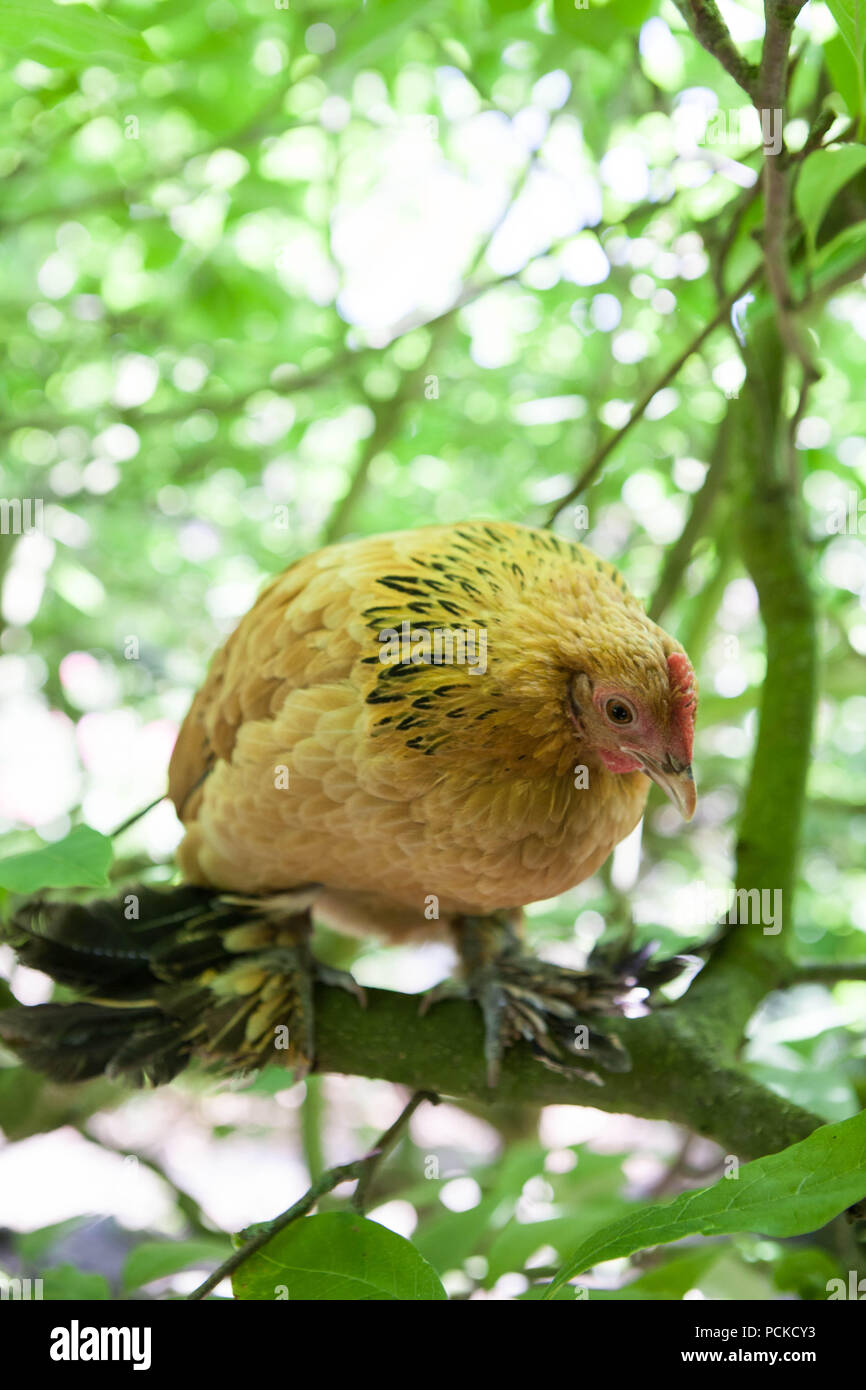 Booted bantam hi-res stock photography and images - Alamy