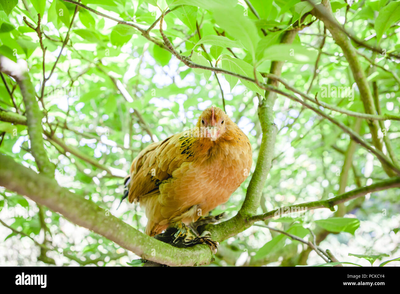 Sablepoot Hen Chicken Stock Photo - Alamy