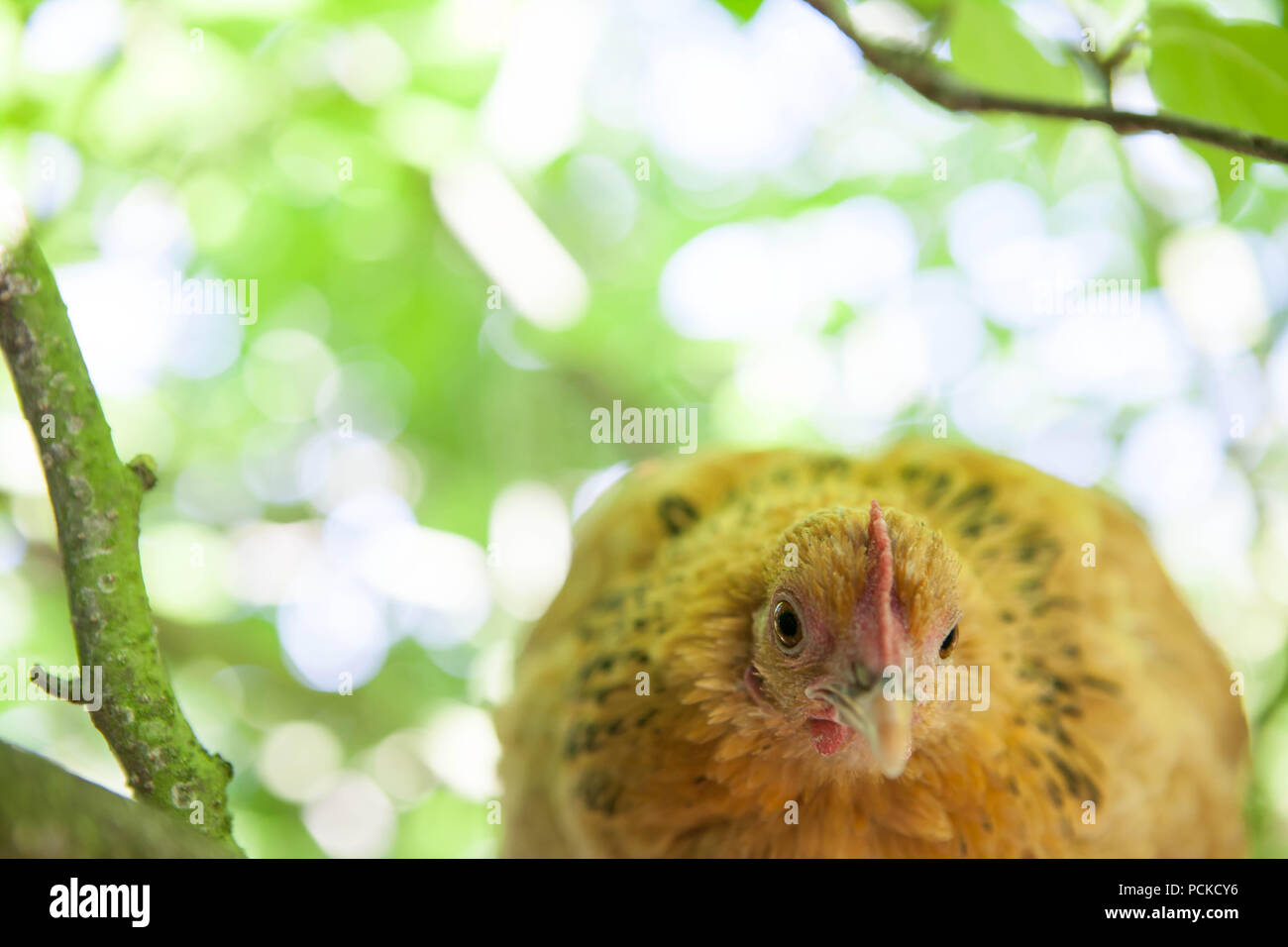 Booted Bantam High Resolution Stock Photography and Images - Alamy