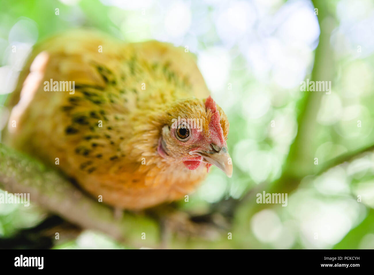 Sablepoot Hen Chicken Stock Photo - Alamy