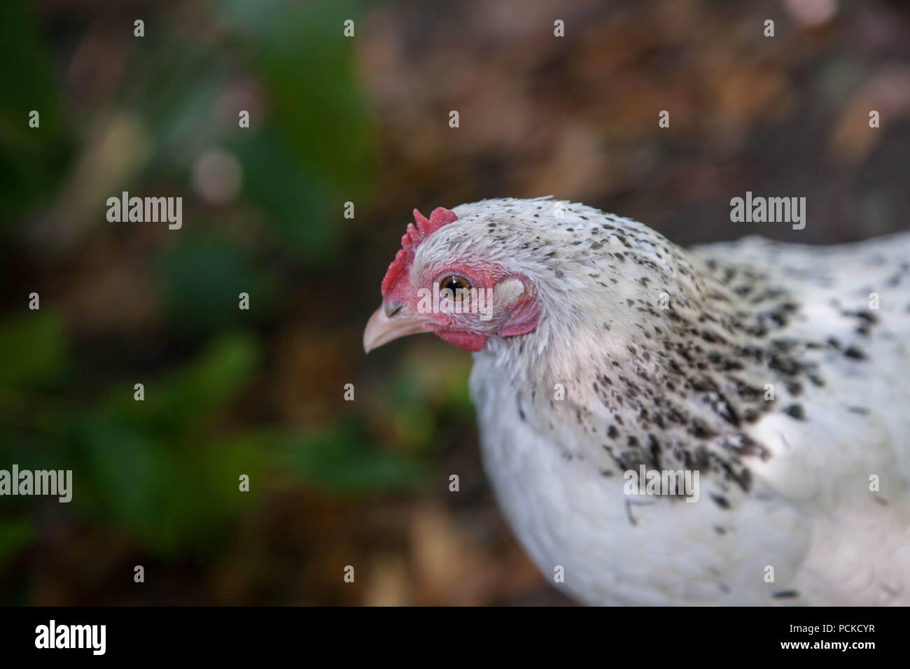 Sablepoot Hen Chicken Stock Photo - Alamy