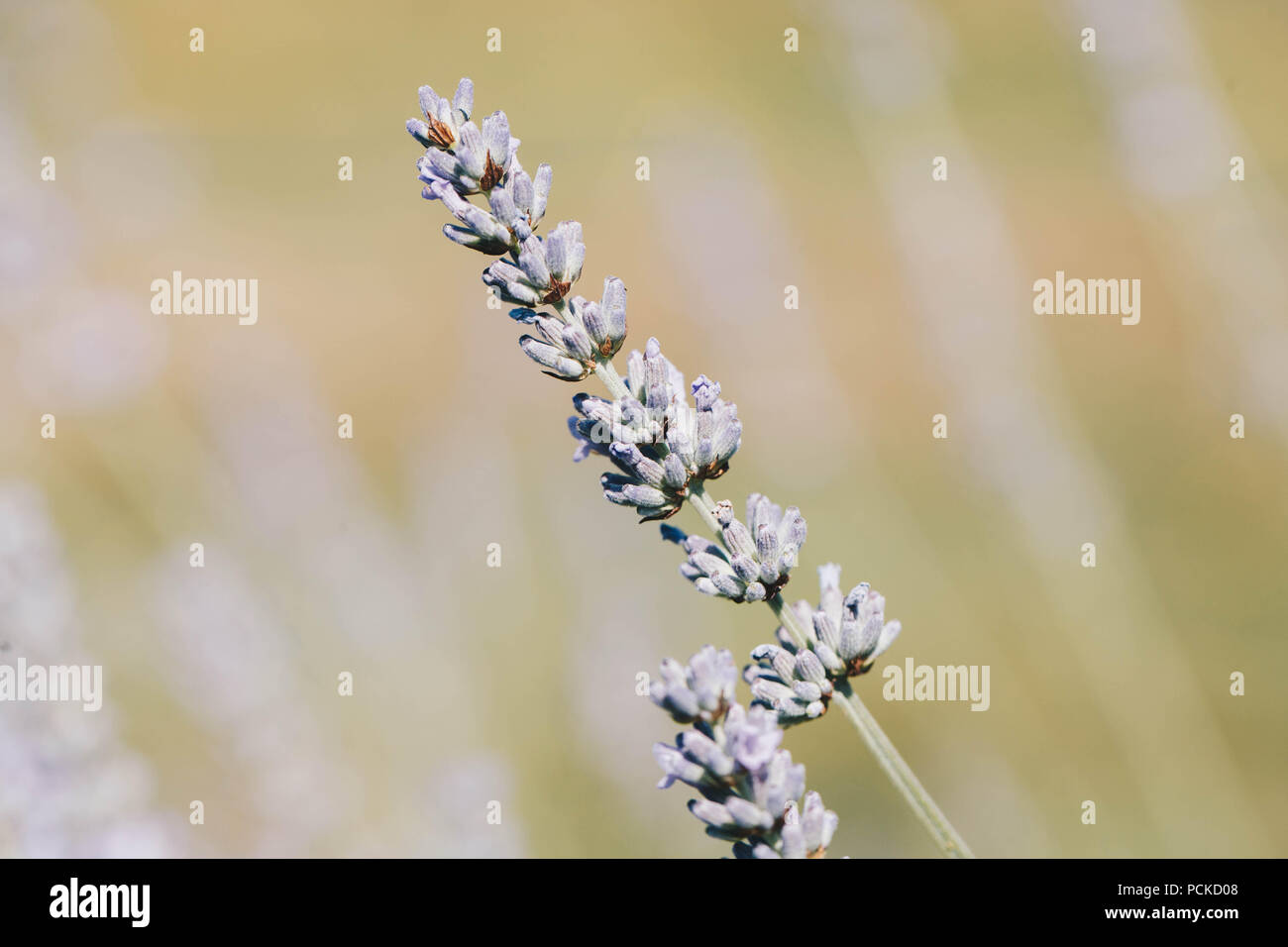 Lavender perennial plants hi-res stock photography and images - Alamy