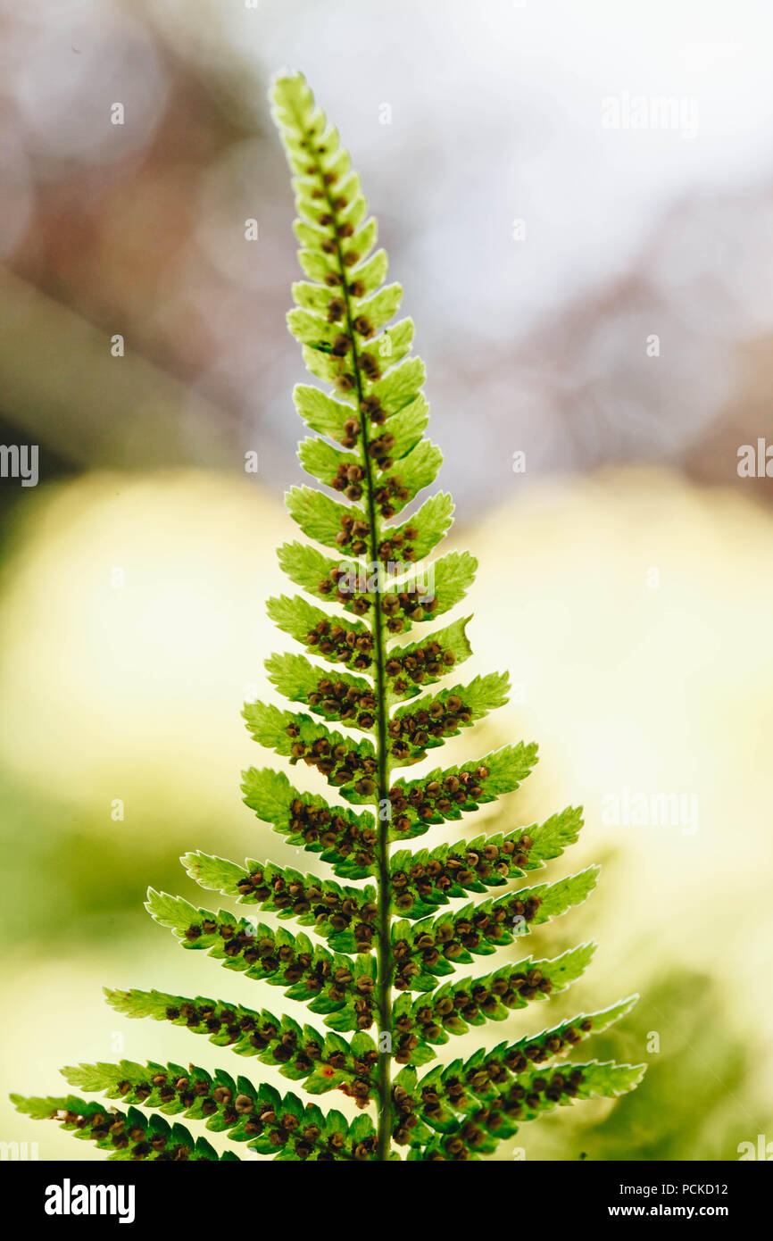 Green Fern Texture Stock Photo - Alamy