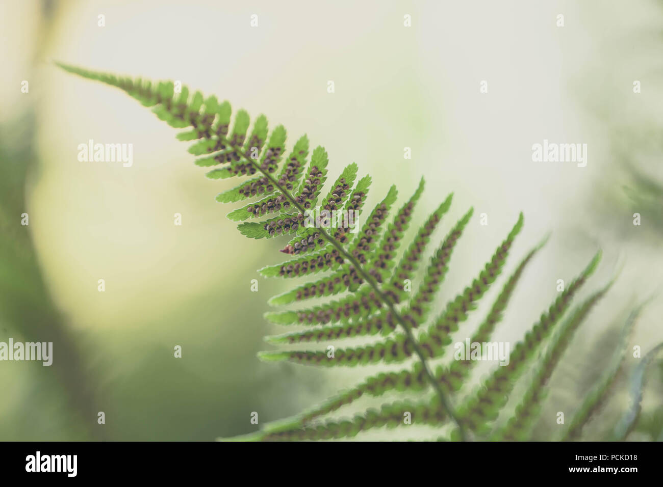 Fern texture hi-res stock photography and images - Alamy