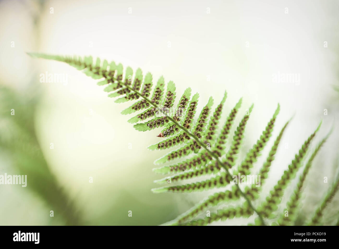 Green Fern Texture Stock Photo - Alamy