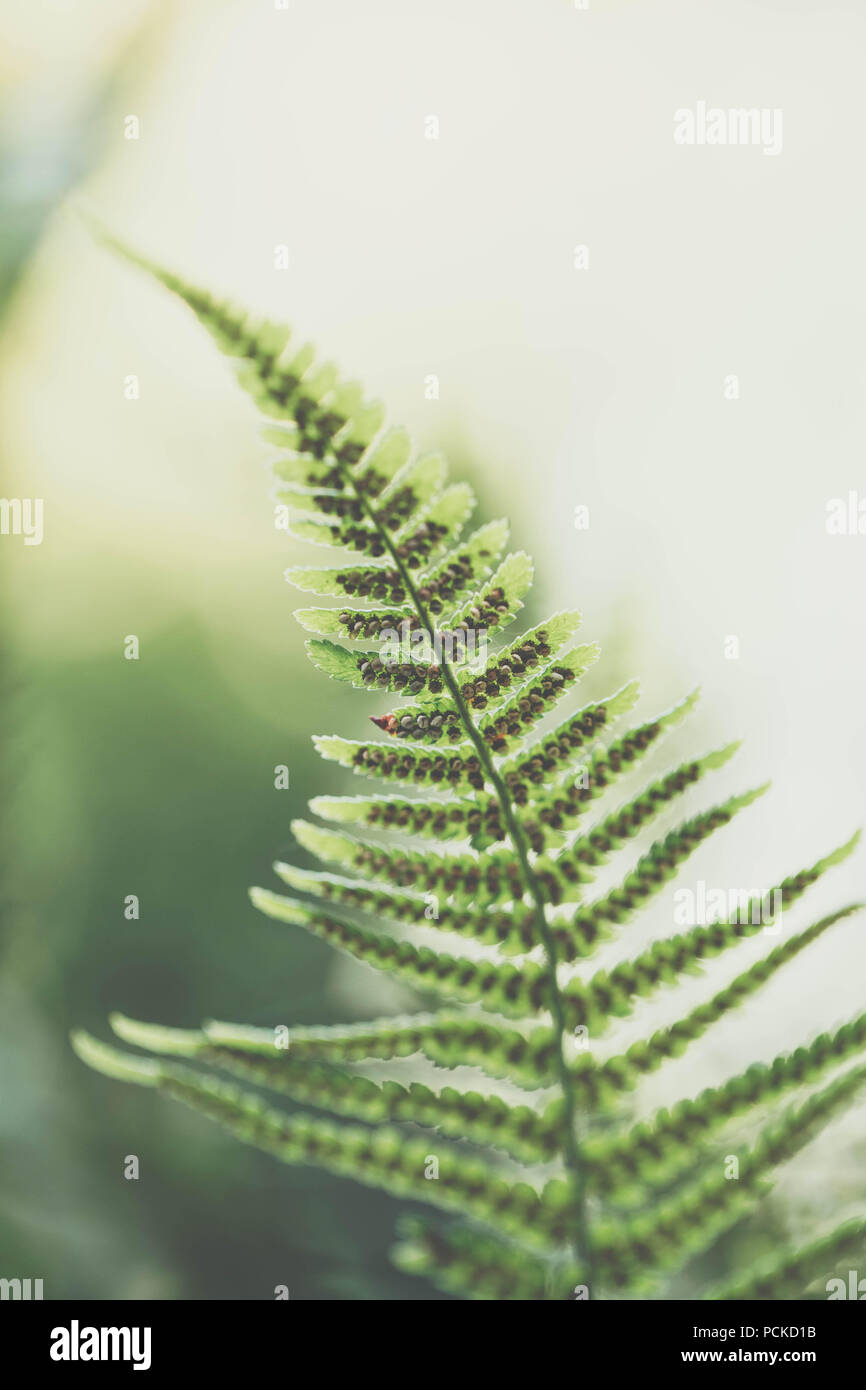 Green Fern Texture Stock Photo - Alamy