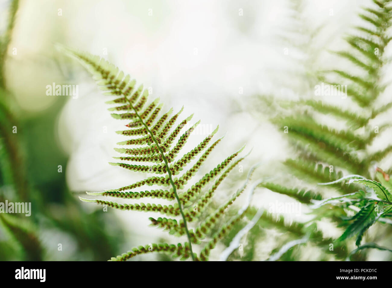 Fern texture hi-res stock photography and images - Alamy