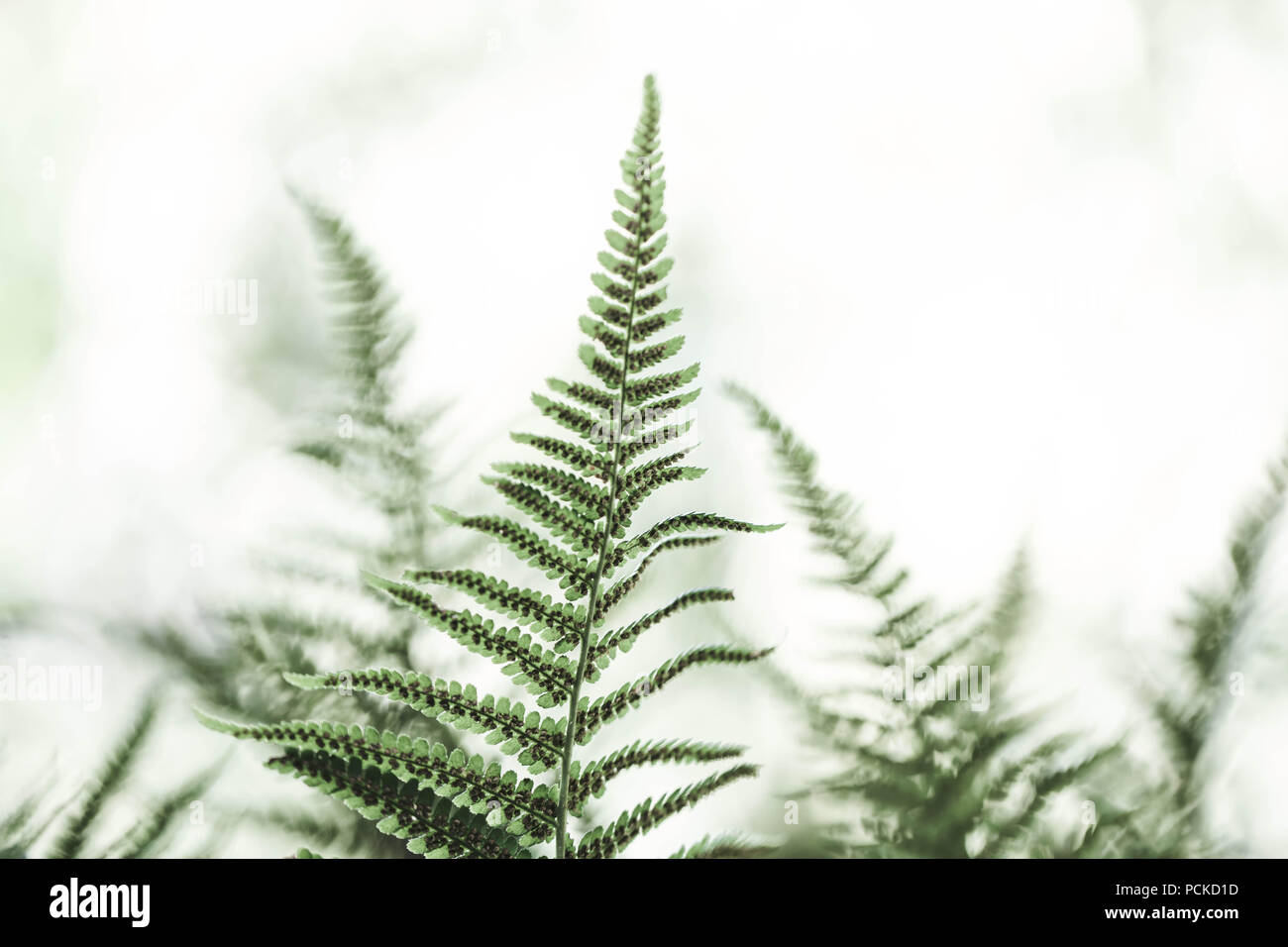 Fern texture hi-res stock photography and images - Alamy