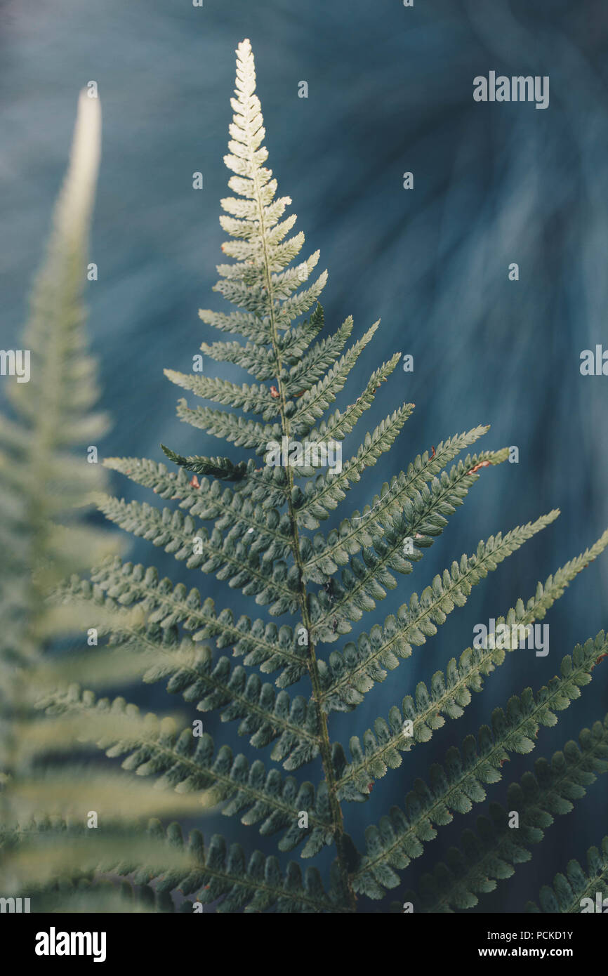 Green Fern Texture Stock Photo - Alamy