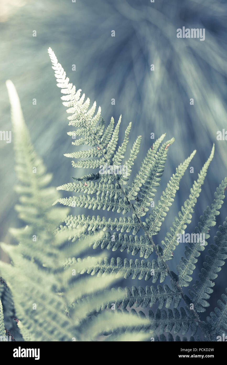 Megaphyll leaves hi-res stock photography and images - Alamy