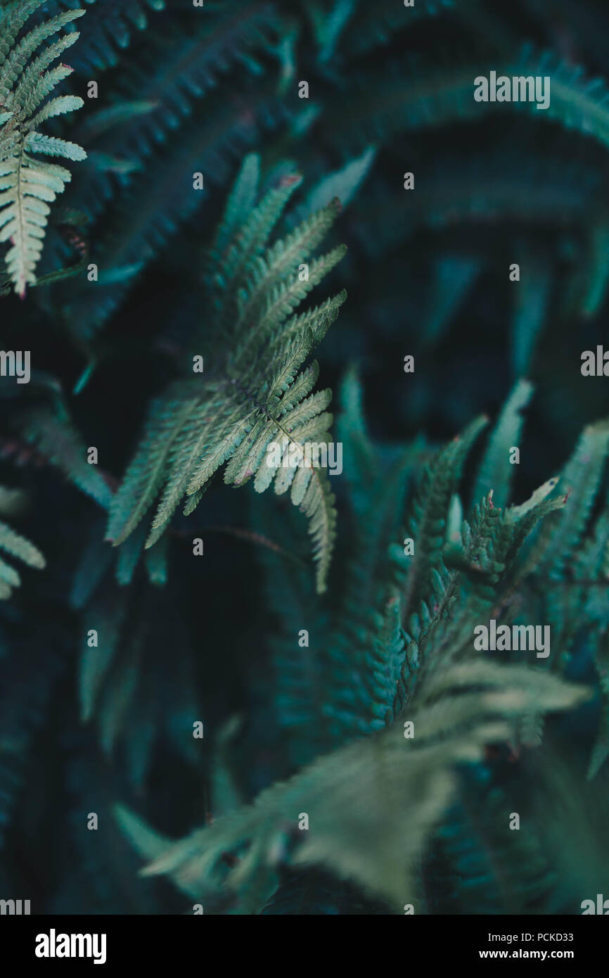 Fern texture hi-res stock photography and images - Alamy